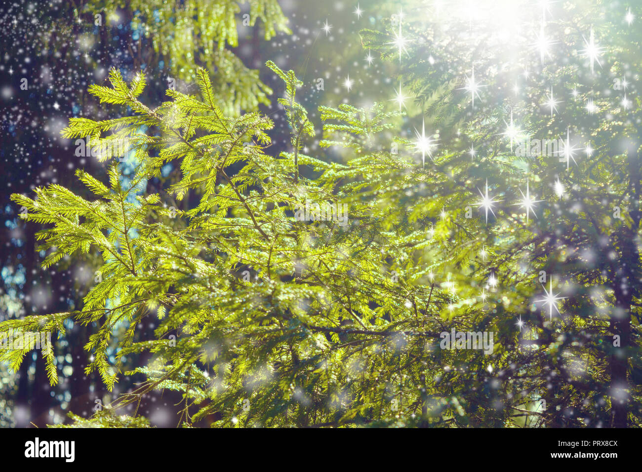 Magic fir tree with stars, christmas background Stock Photo - Alamy