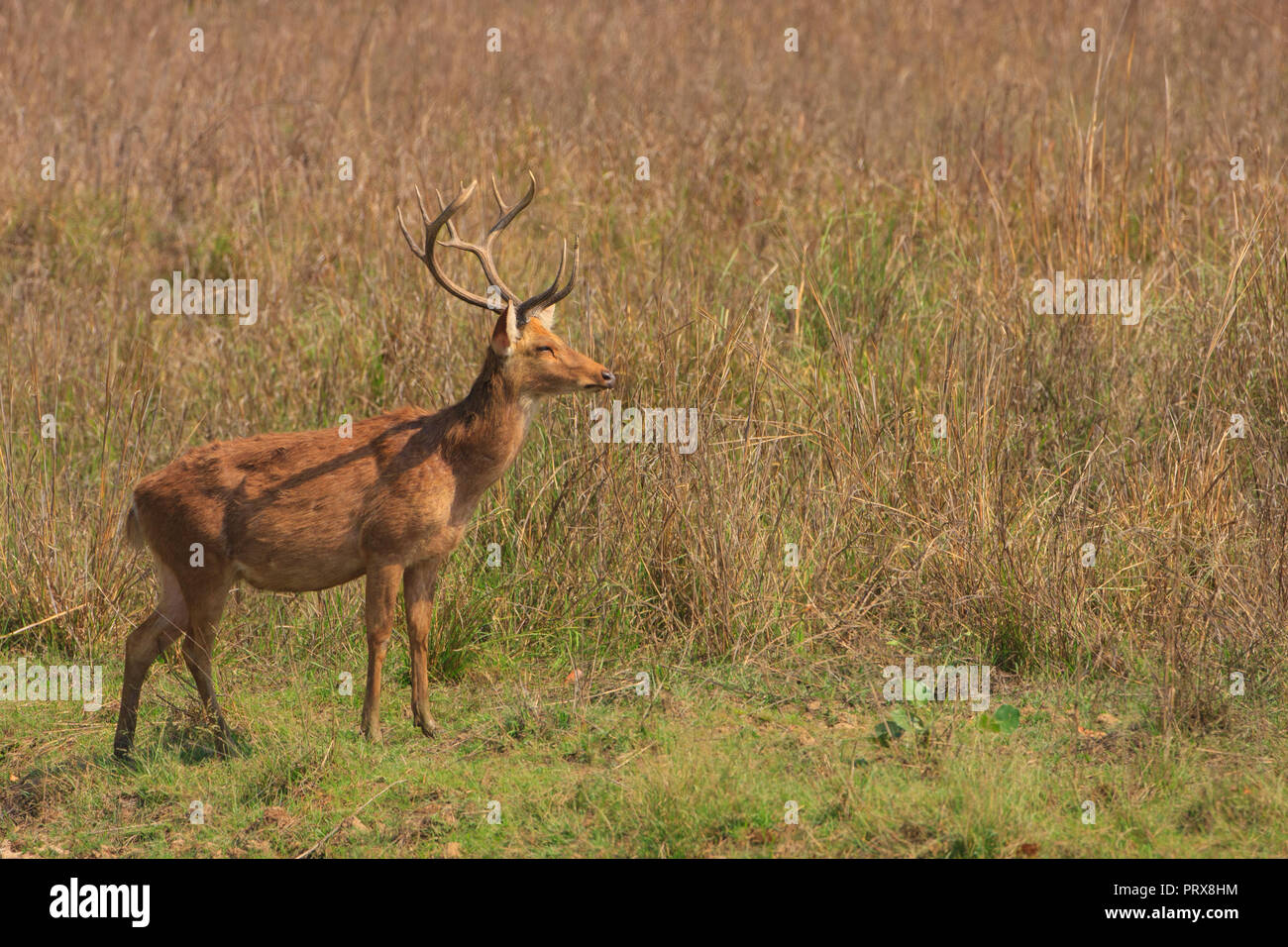 Barasingha - at Kanha National Park Stock Photo - Alamy