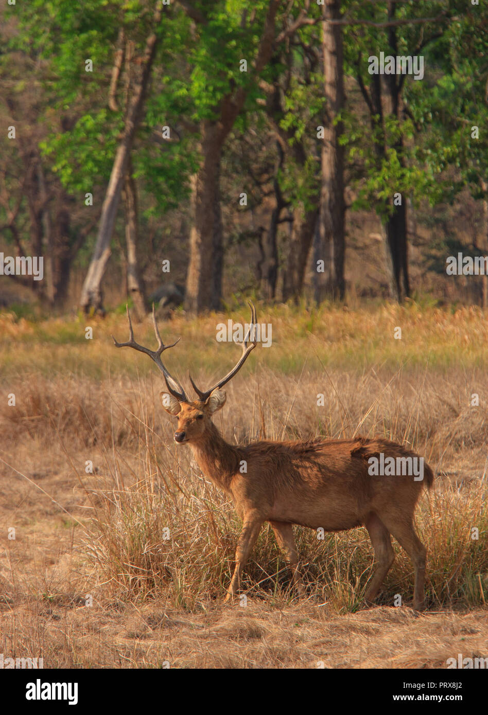 Barasingha - at Kanha National Park Stock Photo - Alamy