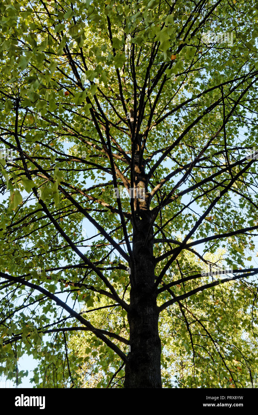 Liriodendron tulipifera mature tulip tree hi-res stock photography and ...