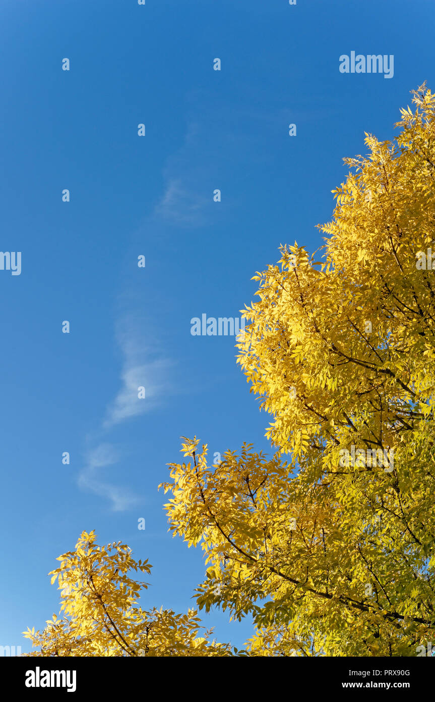 Wispy leaves hi-res stock photography and images - Alamy