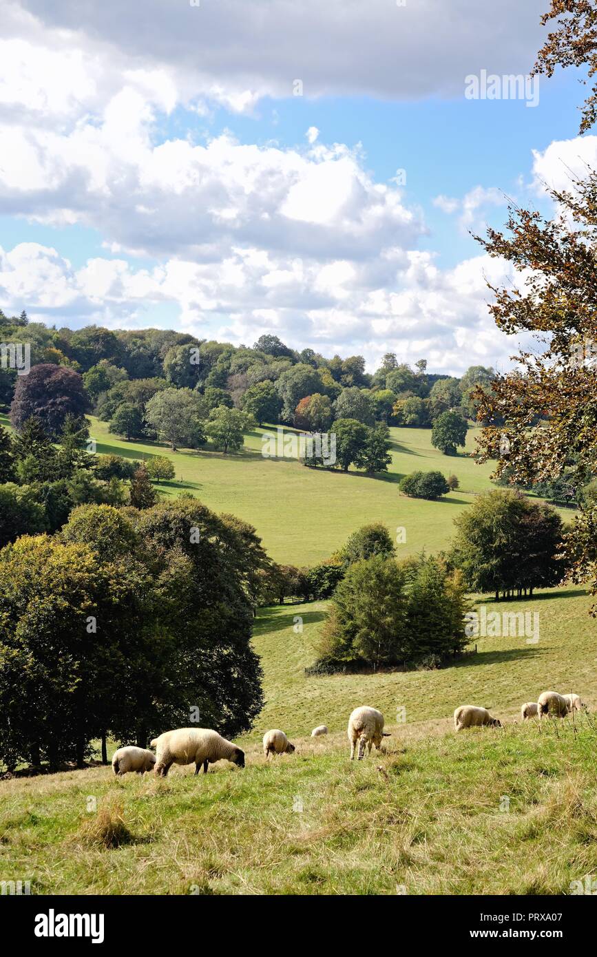 Grazing sheep in rural countryside at Ranmore Common near Dorking ...