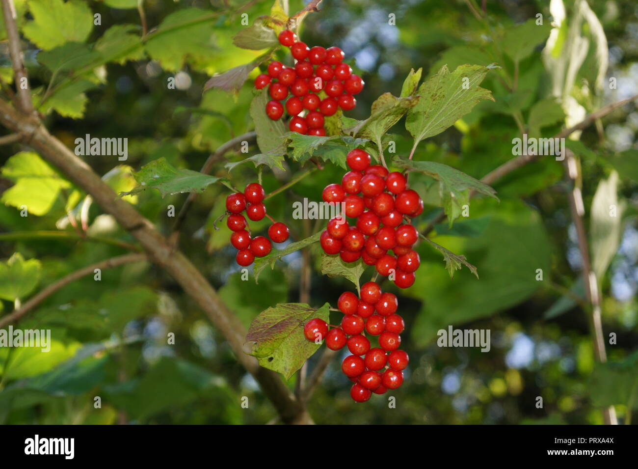 red ripe cherry prunus serotina Stock Photo - Alamy