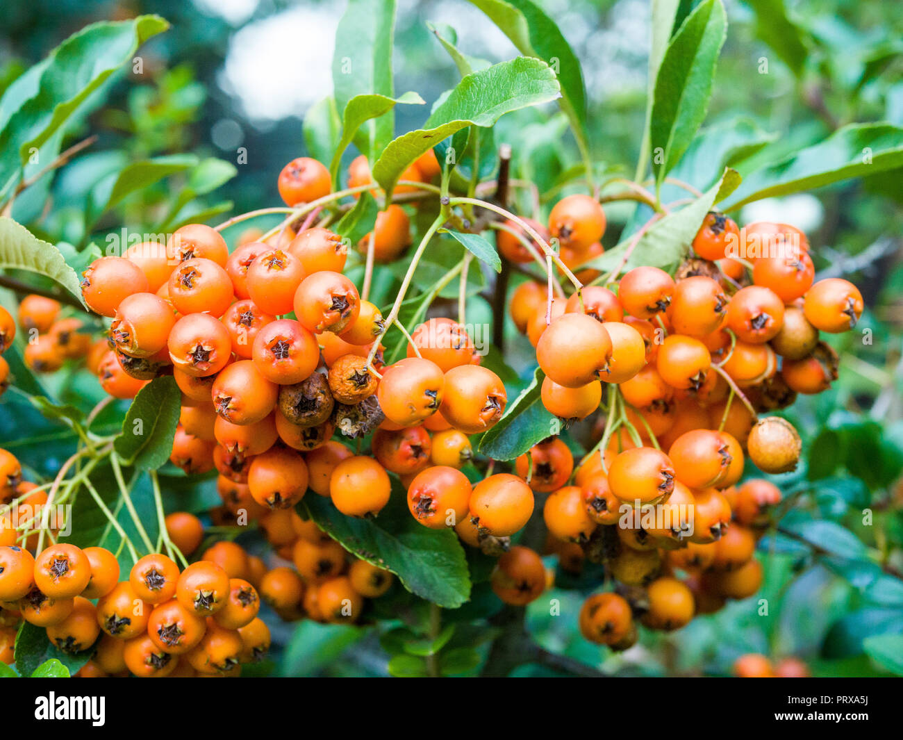 Fruits with thorn hi-res stock photography and images - Alamy
