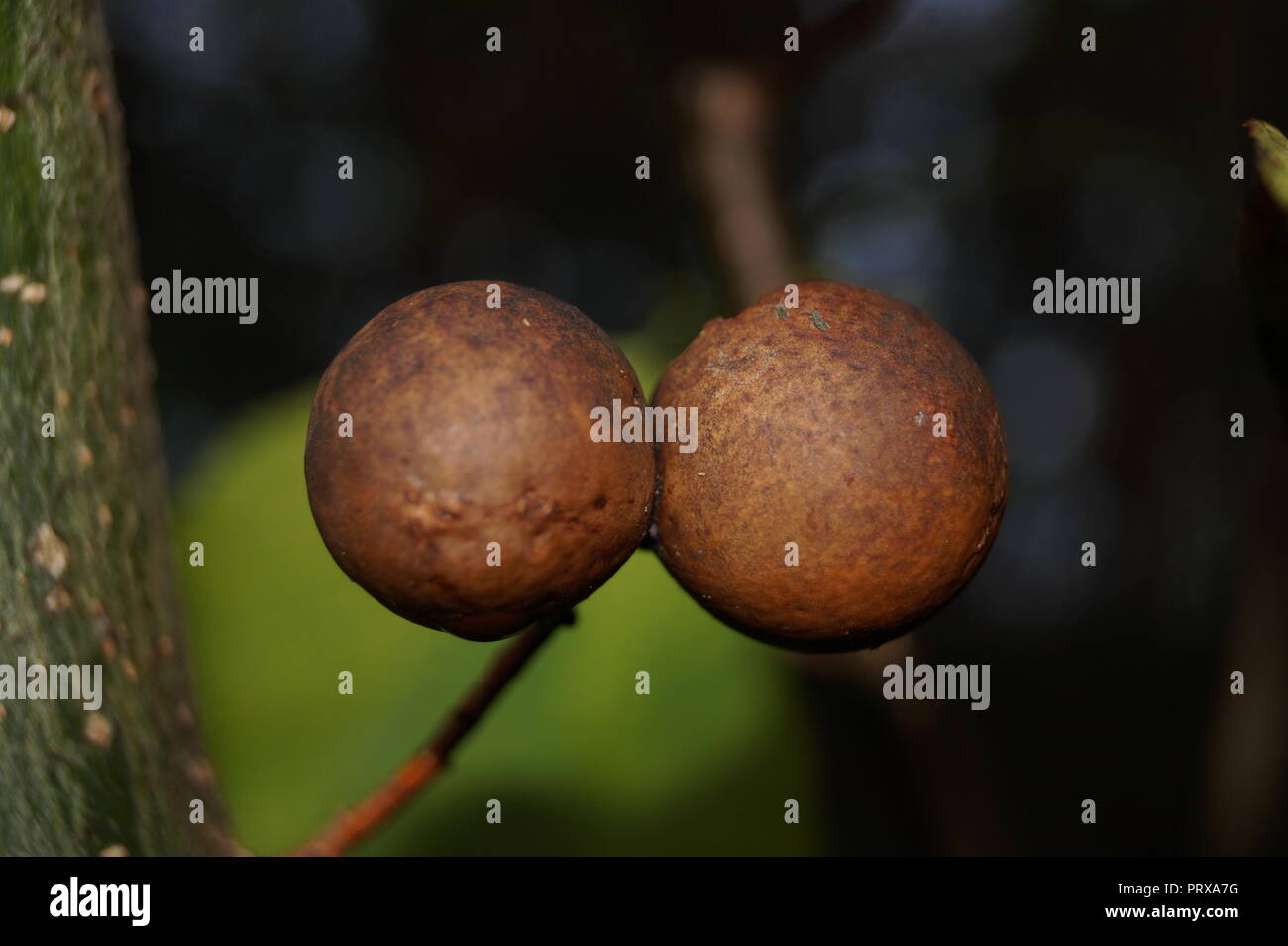 Cynips quercusfolii gall balls on oak leaf Stock Photo - Alamy