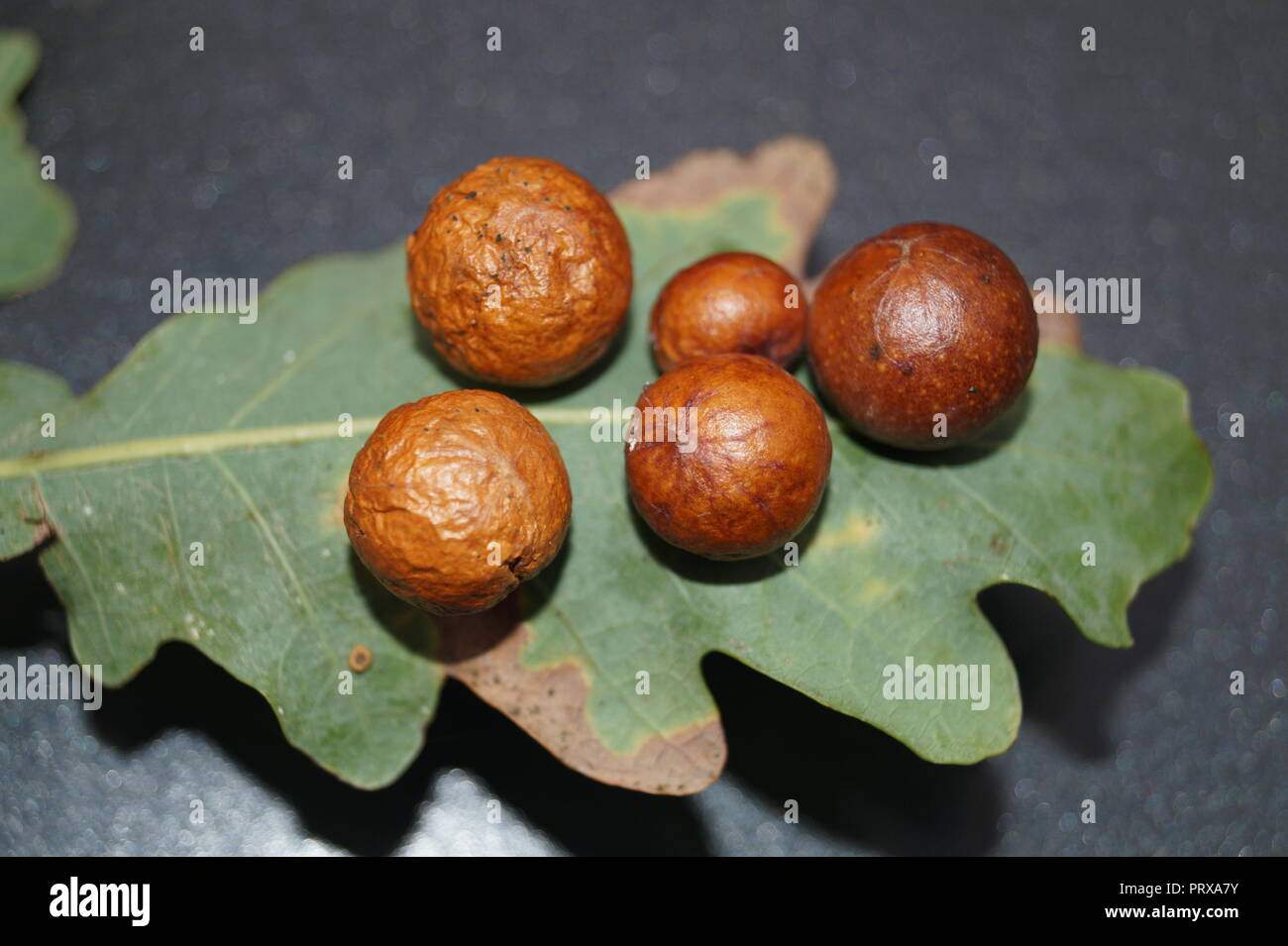 Oak leaf gall white background hi-res stock photography and images - Alamy
