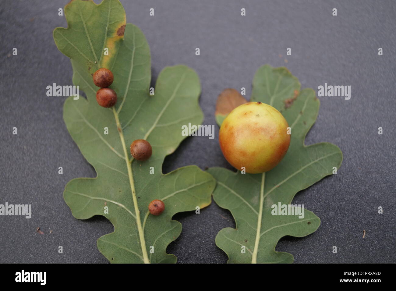 Cynips quercusfolii gall balls on oak leaf Stock Photo - Alamy
