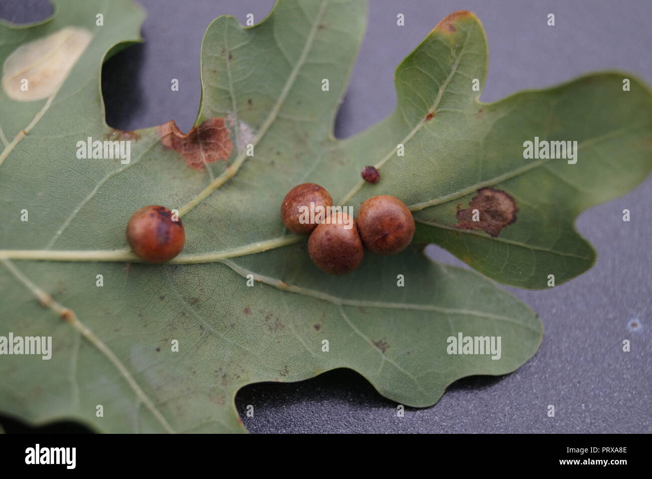 Oak leaf gall white background hi-res stock photography and images - Alamy