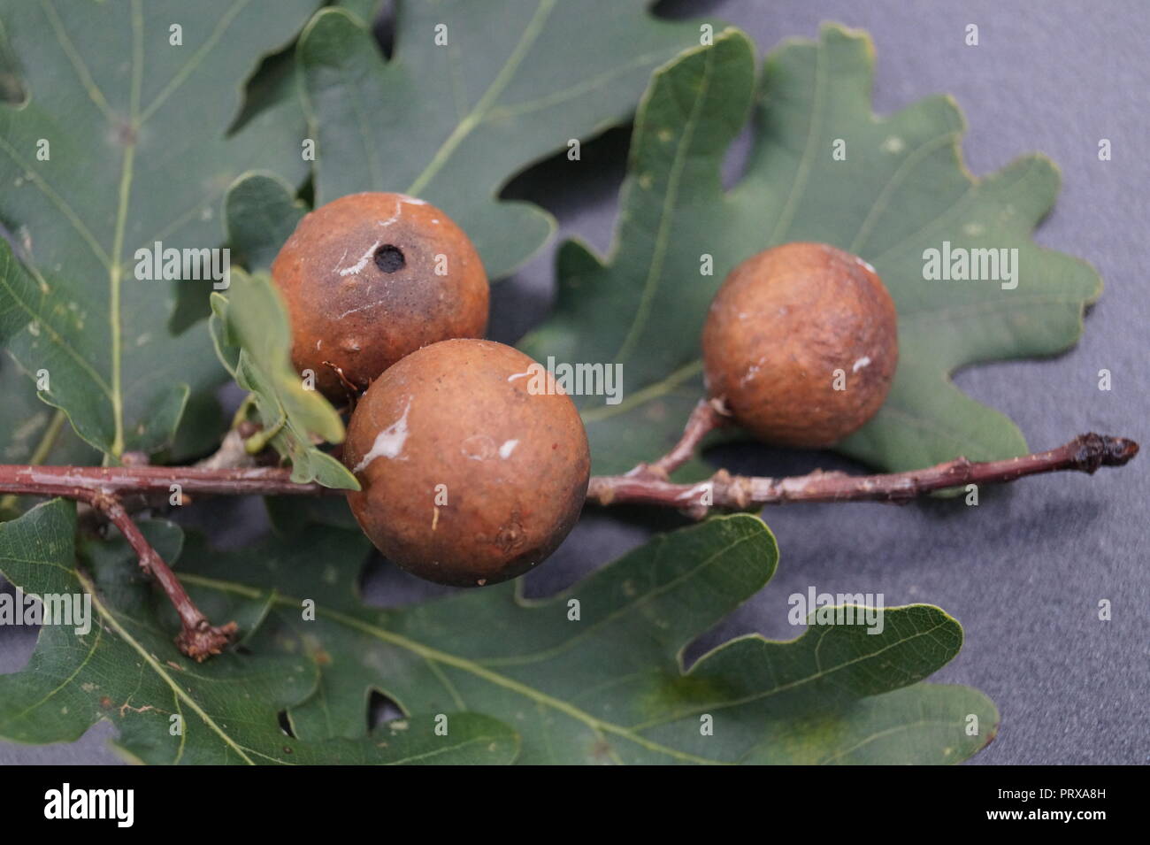 Tree Gall Disease High Resolution Stock Photography and Images - Alamy