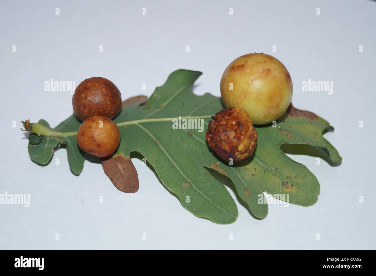 Cynips quercusfolii gall balls on oak leaf Stock Photo - Alamy