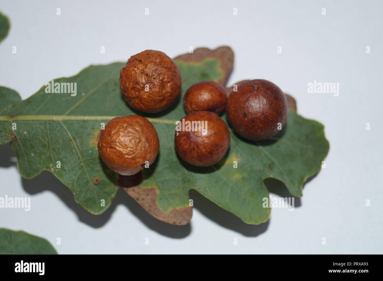 Cynips quercusfolii gall balls on oak leaf Stock Photo - Alamy