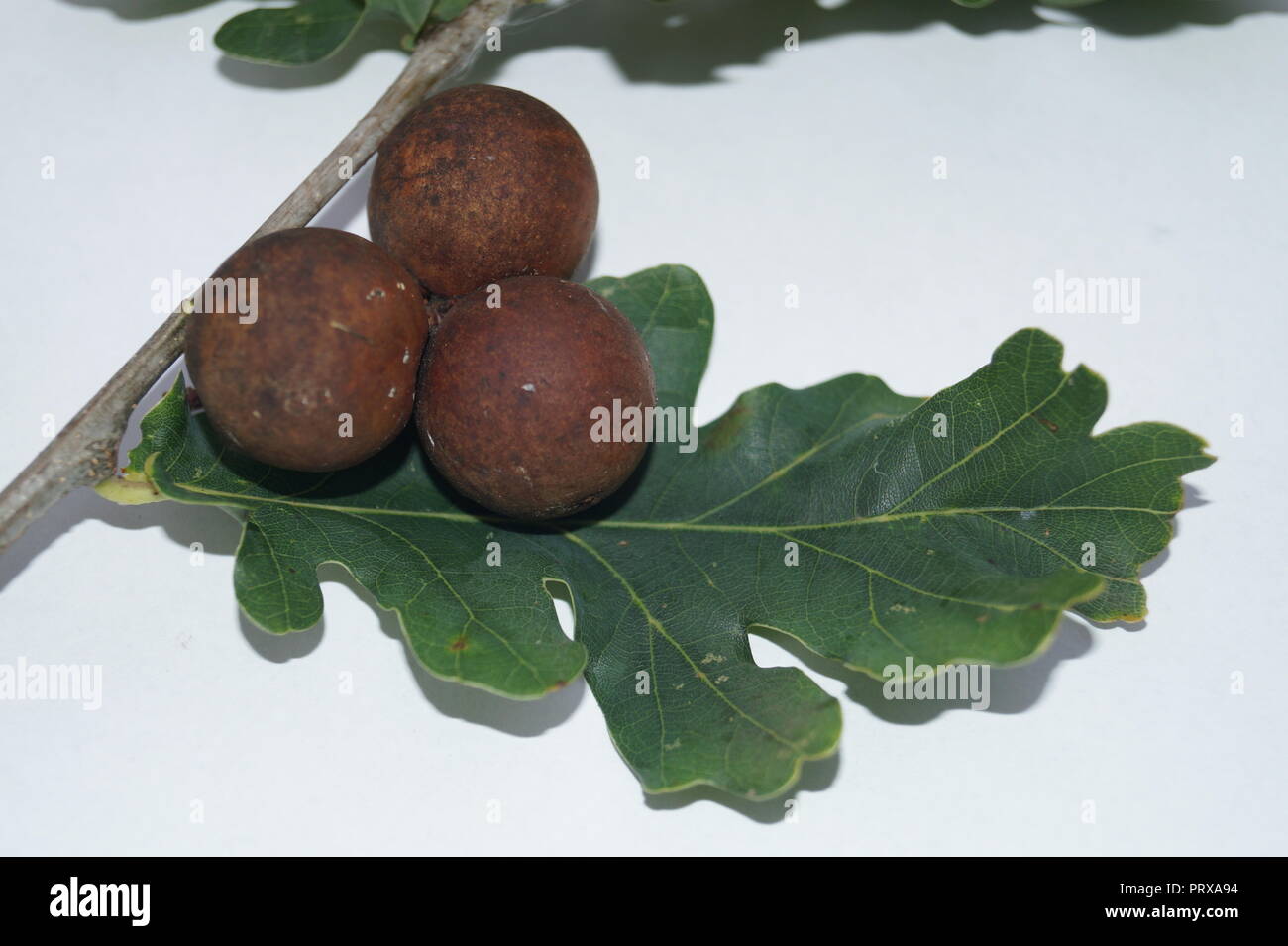 Oak leaf gall white background hi-res stock photography and images - Alamy
