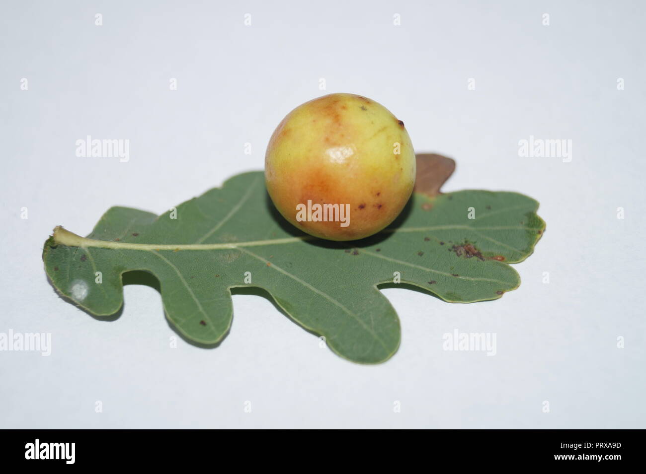 Cynips quercusfolii gall balls on oak leaf Stock Photo - Alamy