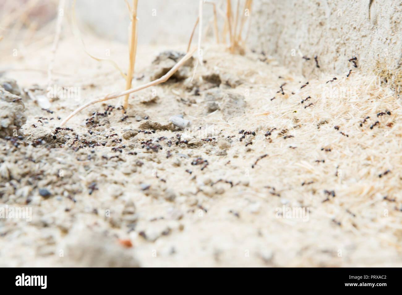 Sugar ants gather around the hole of their nest . Black ants in desert ...