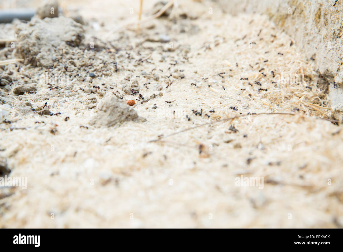 Black ants in desert near an anthill . Sugar ants gather around the ...