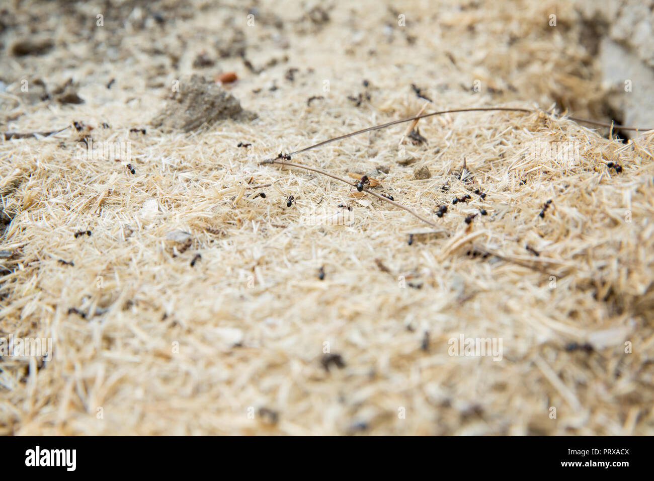 Black ants in desert near an anthill . Sugar ants gather around the ...