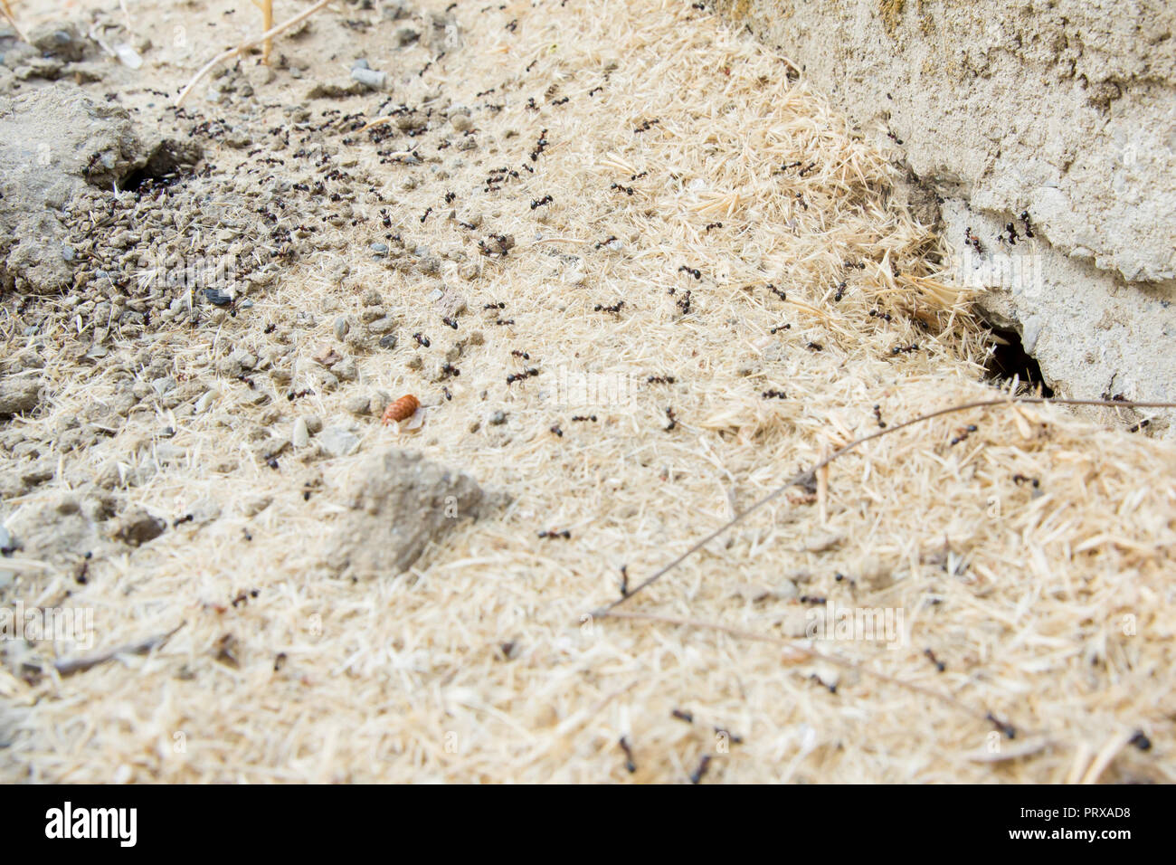 Black ants in desert near an anthill . Sugar ants gather around the ...