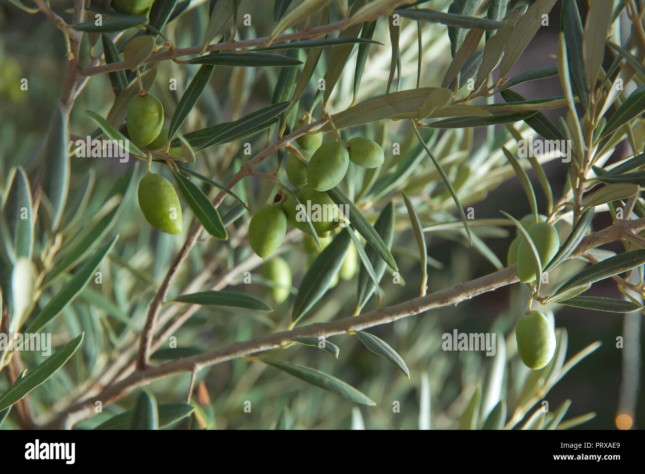 Green olives in a olive tree branch. Olive tree with green olives ...