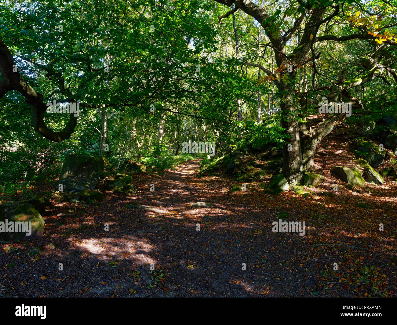 A woodland footpath winds between twisted Silver Birch and Oak trees ...