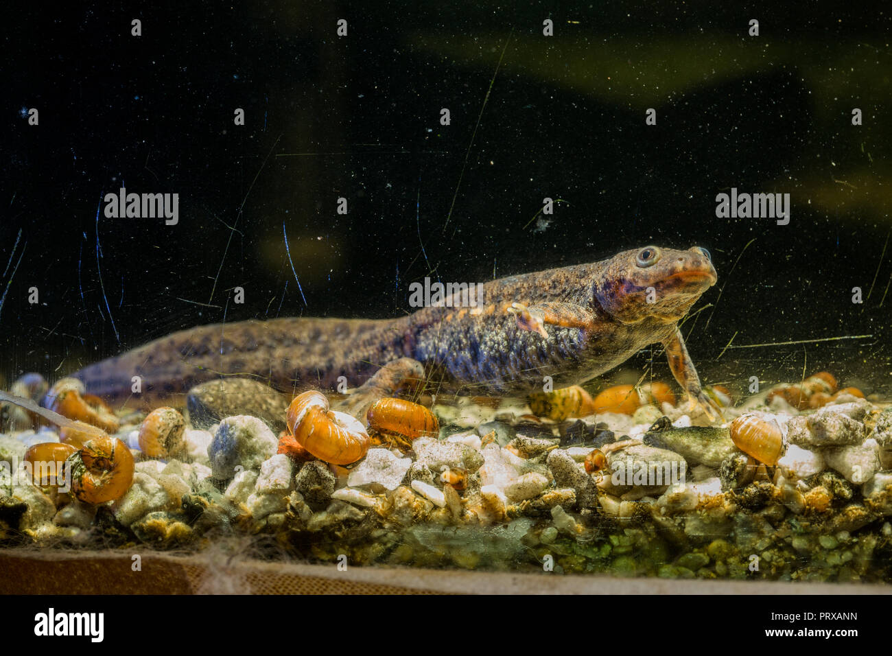 Spanish ribbed newt Pleurodeles waltl , also known as the Iberian ...