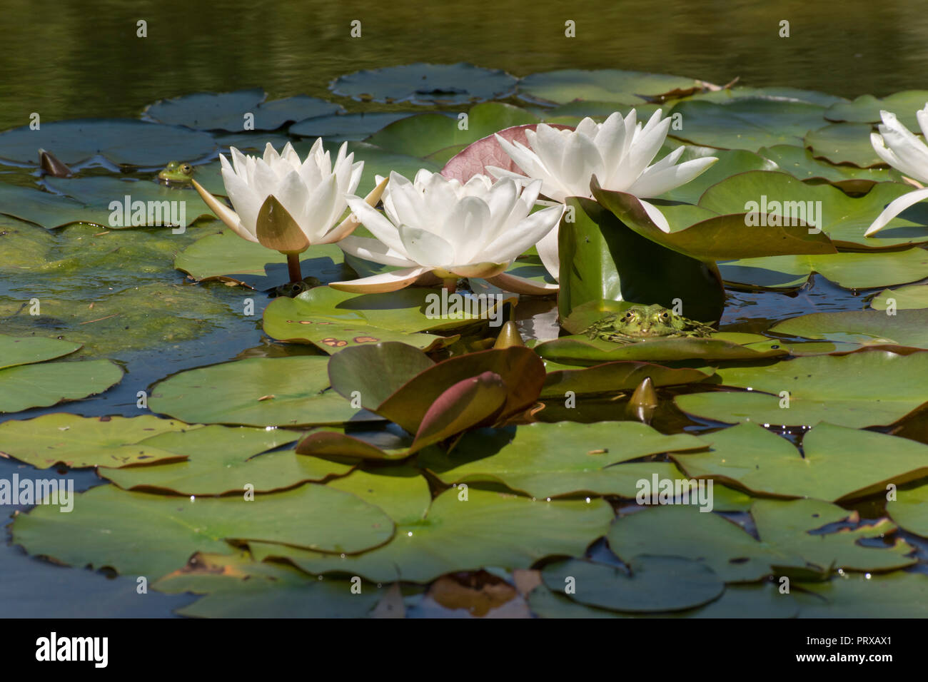 Frogs and water lilies hi-res stock photography and images - Alamy