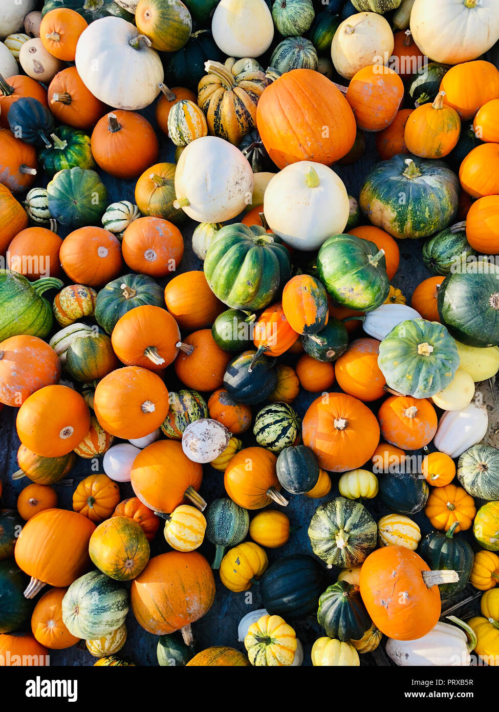 Pile of pumpkins Stock Photo - Alamy