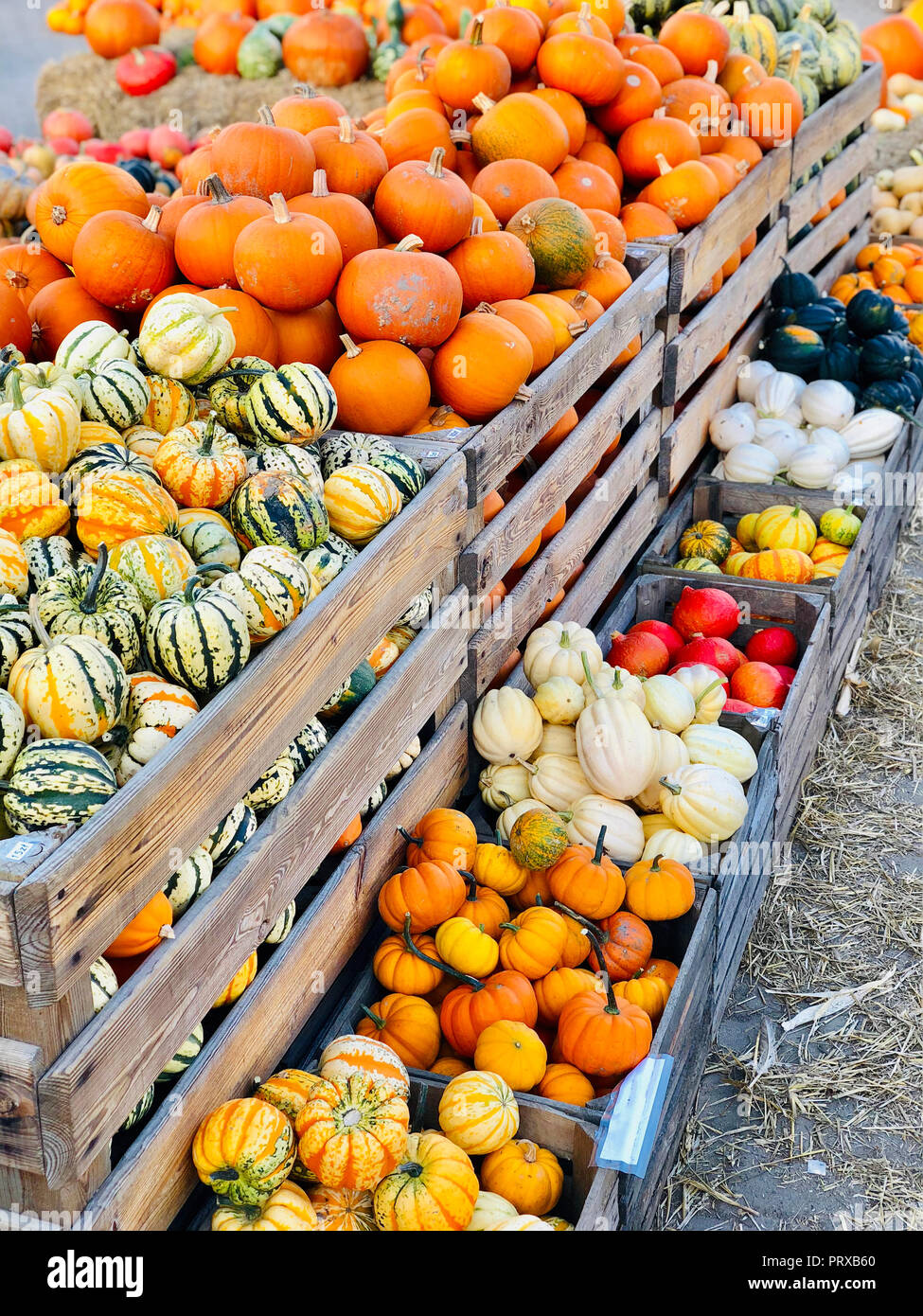 Different autumn shapes and kinds of pumpkins at the farm Stock Photo ...