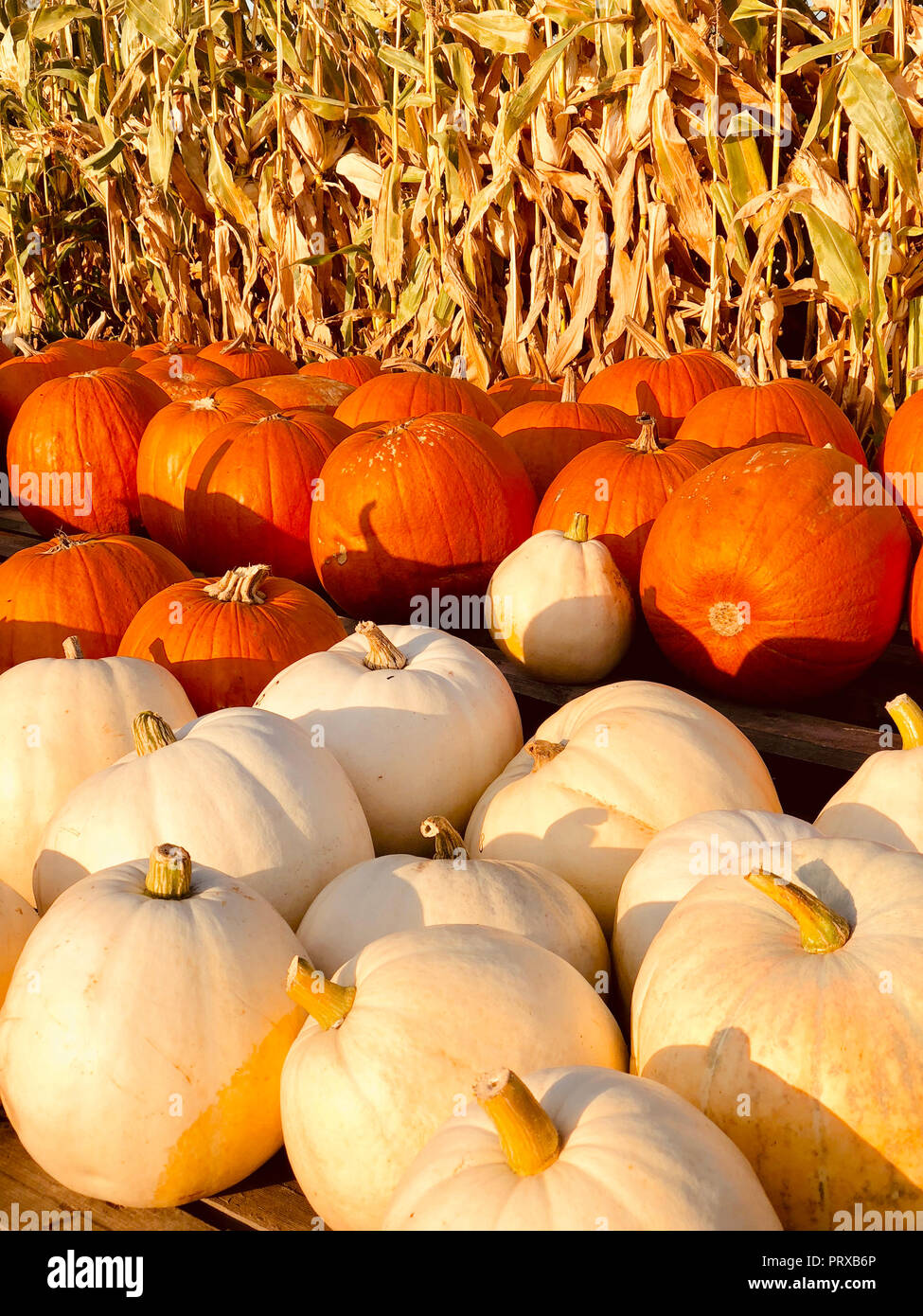 Pile of pumpkins Stock Photo - Alamy