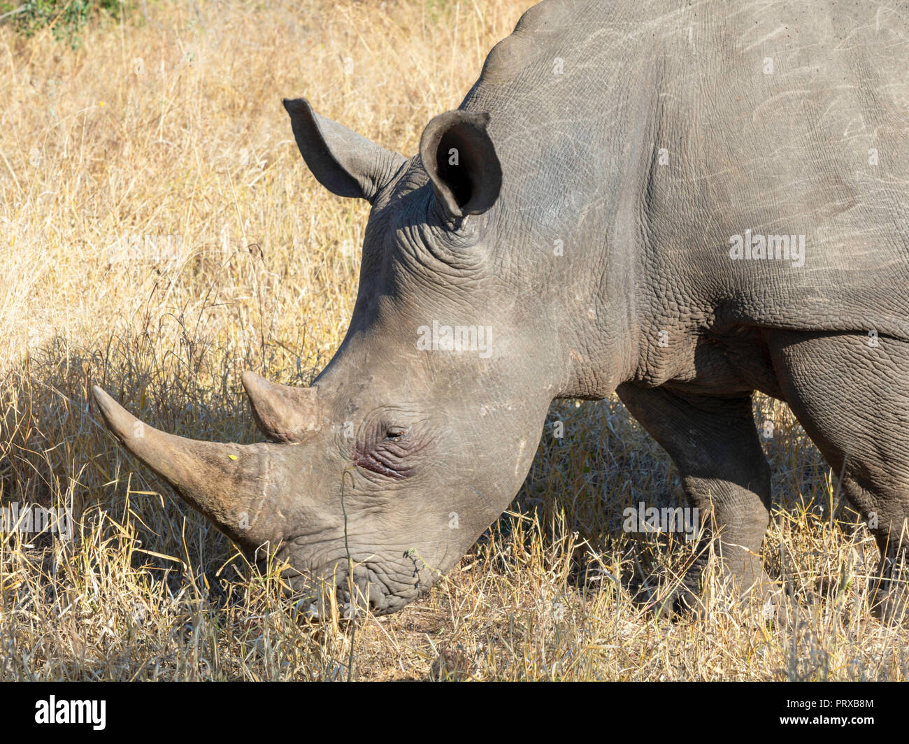 Rhinoceros images hi-res stock photography and images - Alamy