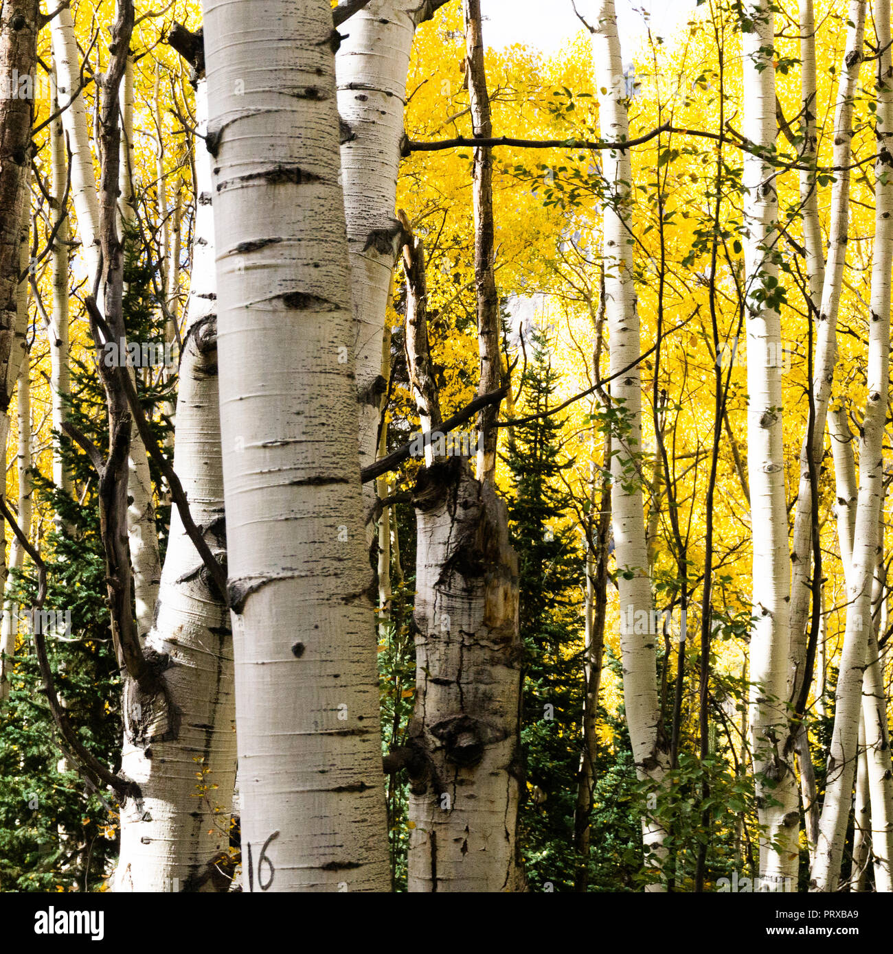 Aspencolors hi-res stock photography and images - Alamy