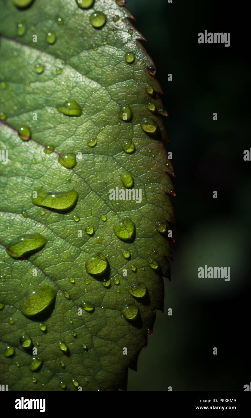 Separate water drops hi-res stock photography and images - Alamy