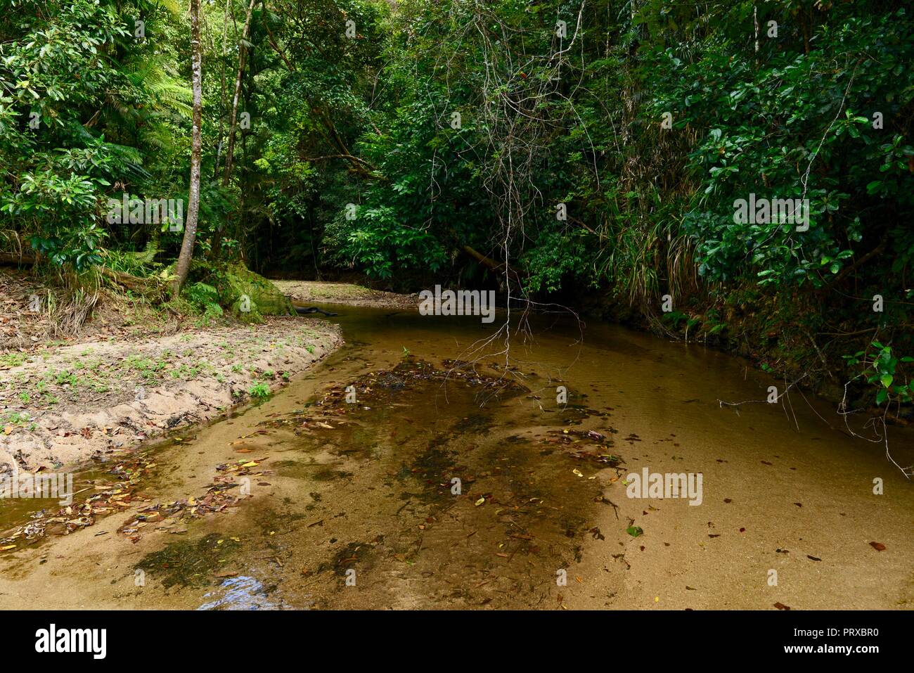 Rainforest wooroonooran national park hi-res stock photography and ...