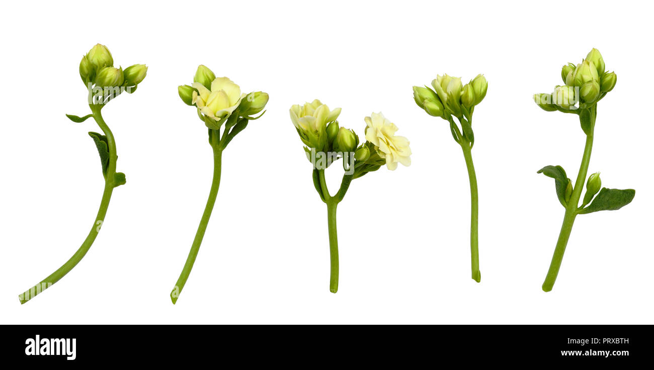 Bouvardia flowers Cut Out Stock Images & Pictures - Alamy