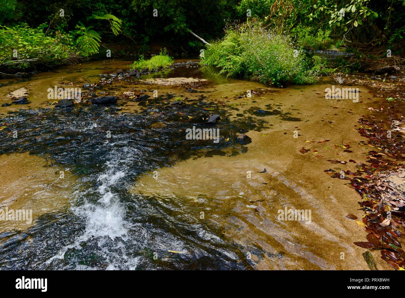 A small clear tropical stream, Wooroonooran National Park, Queensland ...