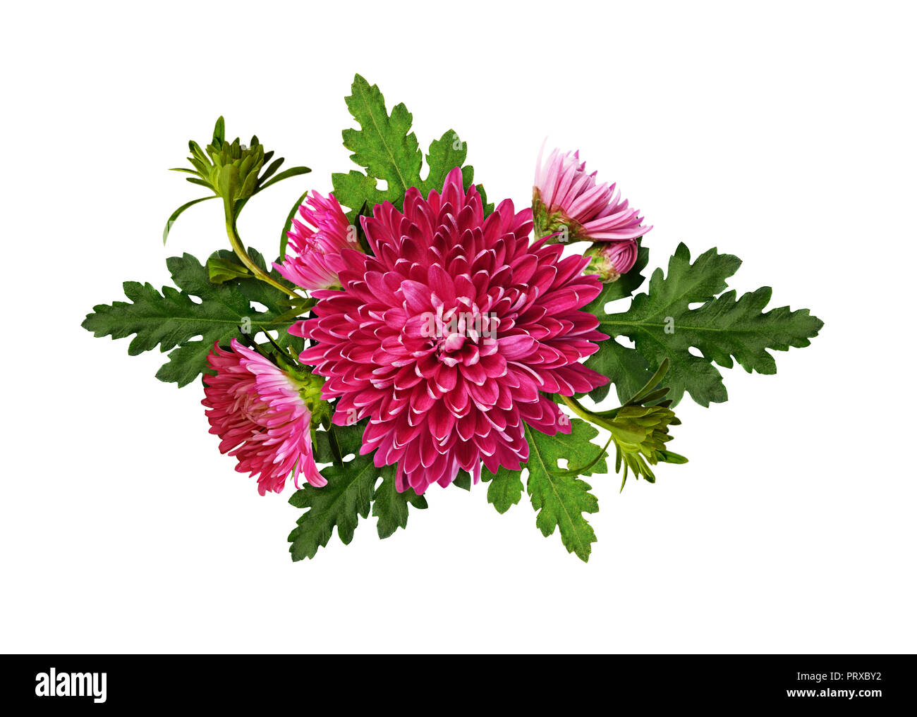 Florist Chrysanthemum Leaf