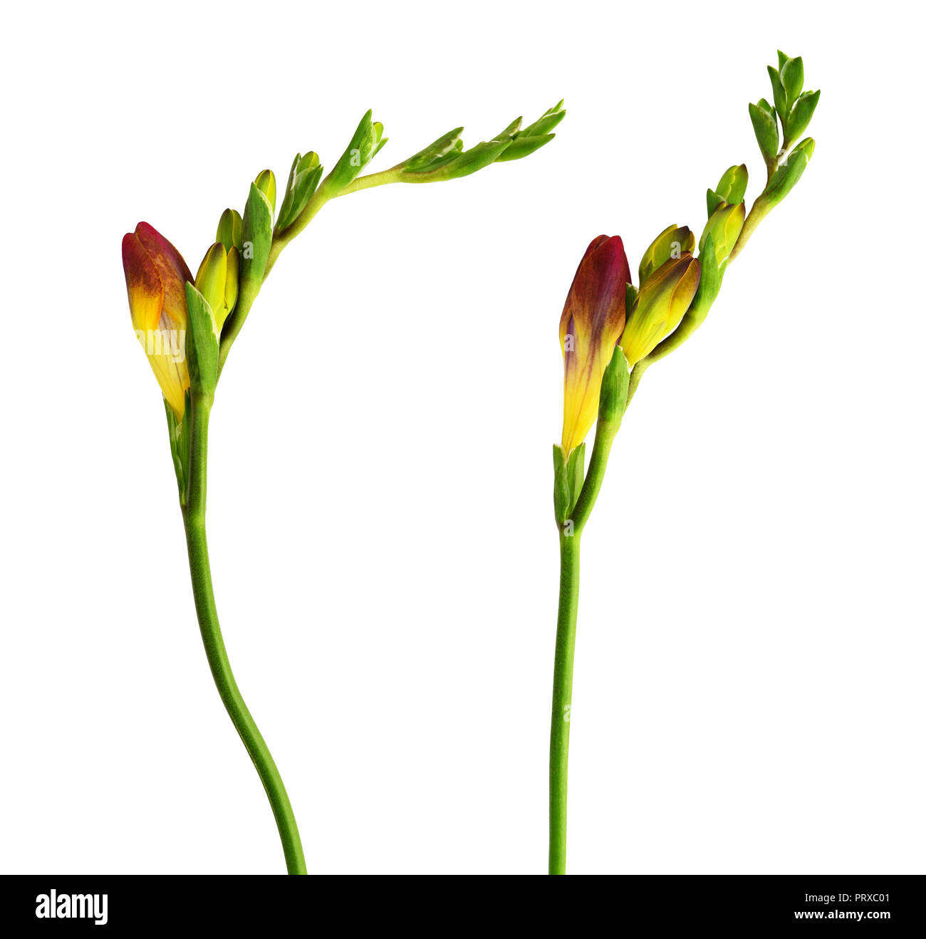 Set of fresh red freesia flowers isolated on white background Stock ...