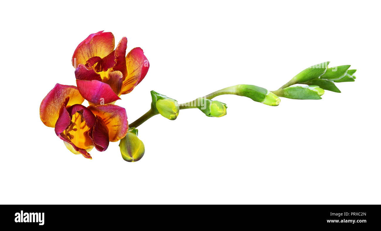Fresh red freesia flower and buds isolated on white background Stock ...