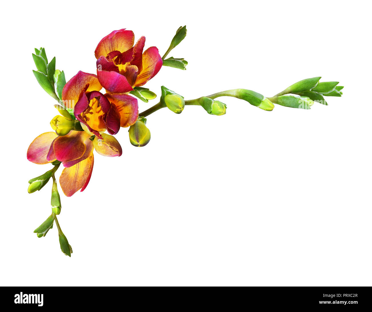 Fresh red freesia flowers and buds in a corner composition isolated on ...