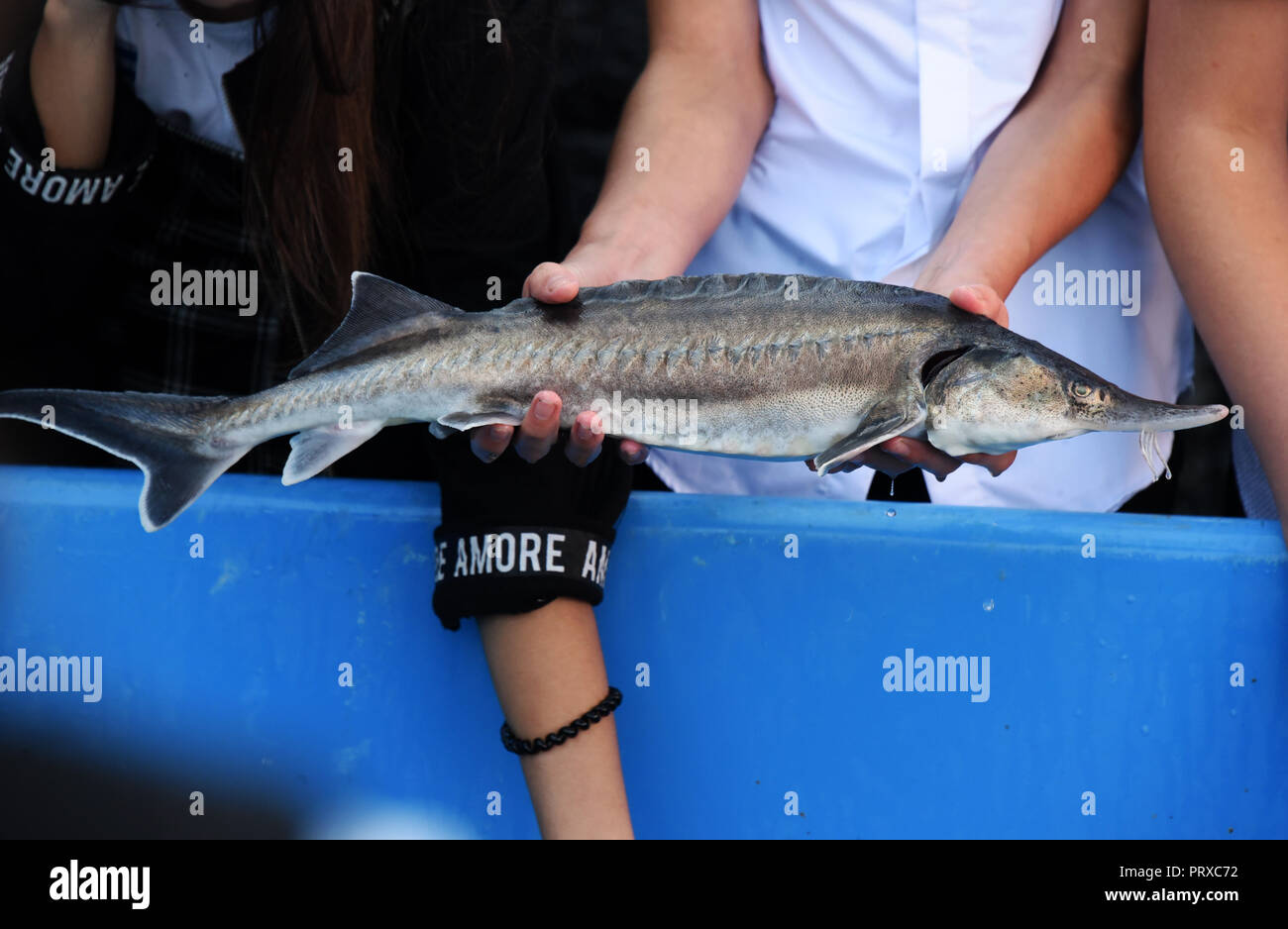 Young fish of beluga sturgeon is been bringing out to the natural ...