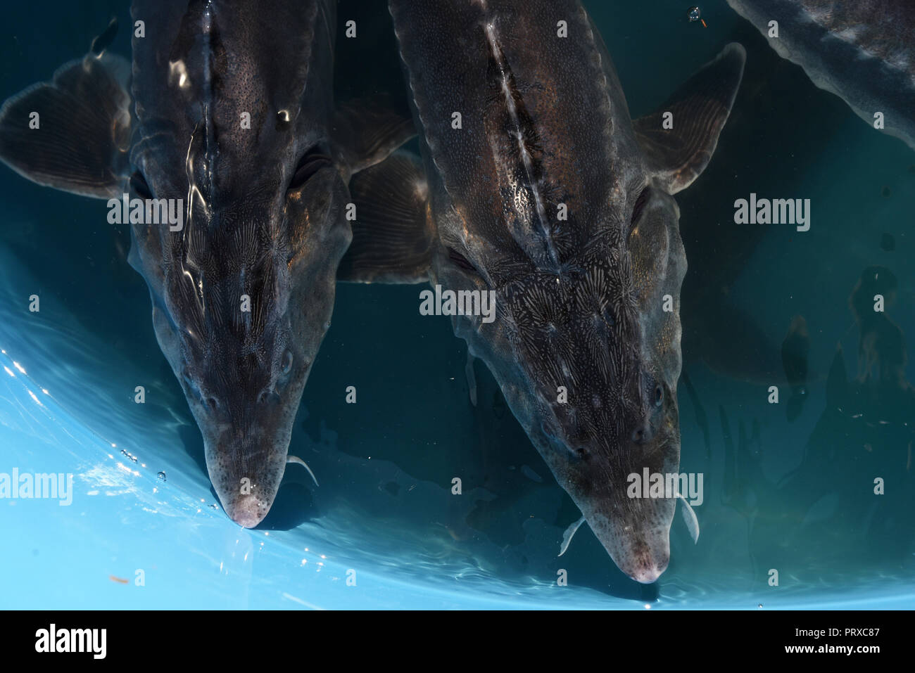Beluga sturgeon hi-res stock photography and images - Alamy