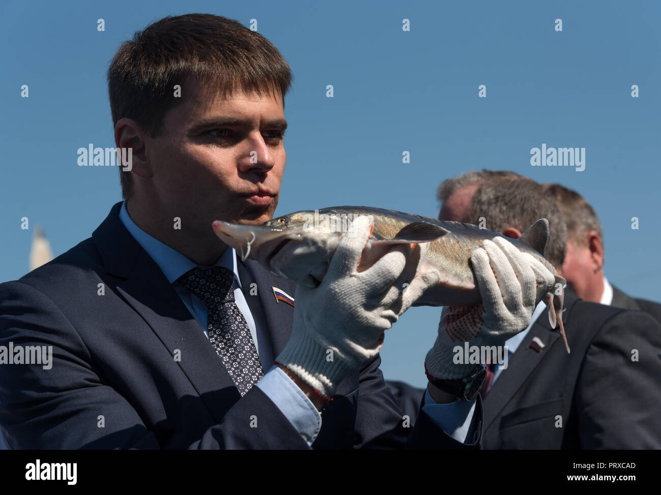 Young fish of beluga sturgeon is been bringing out to the natural ...