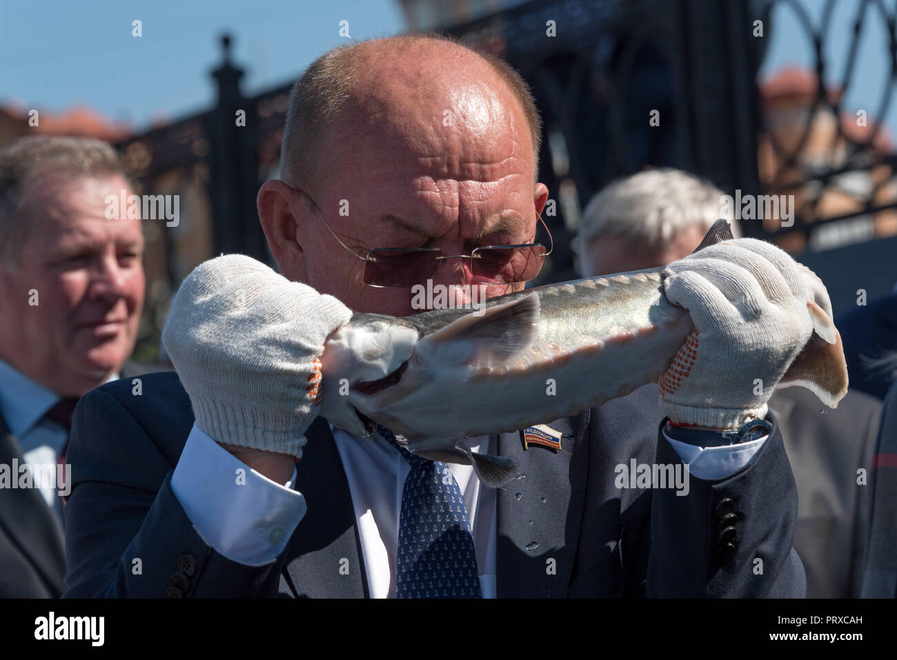 Young fish of beluga sturgeon is been bringing out to the natural ...