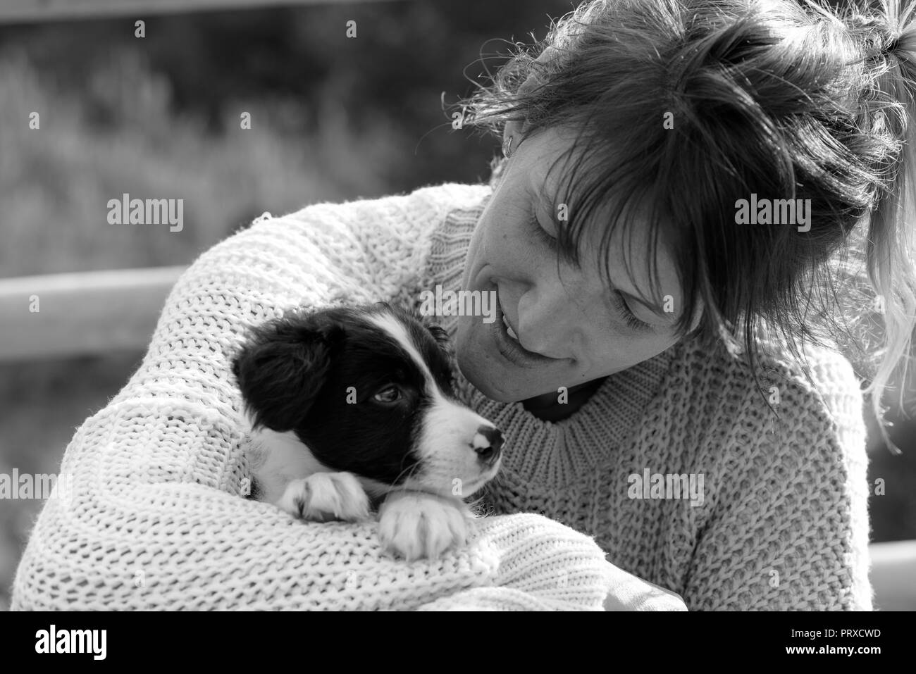 Border collie puppy cute girl hi-res stock photography and images - Alamy