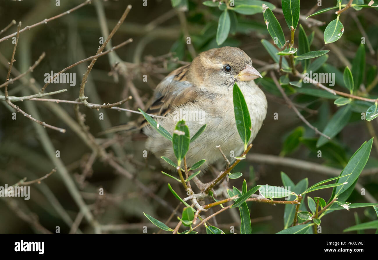 Tree sparrow. (Passer montanus) Female tree sparrow with drab plumage ...