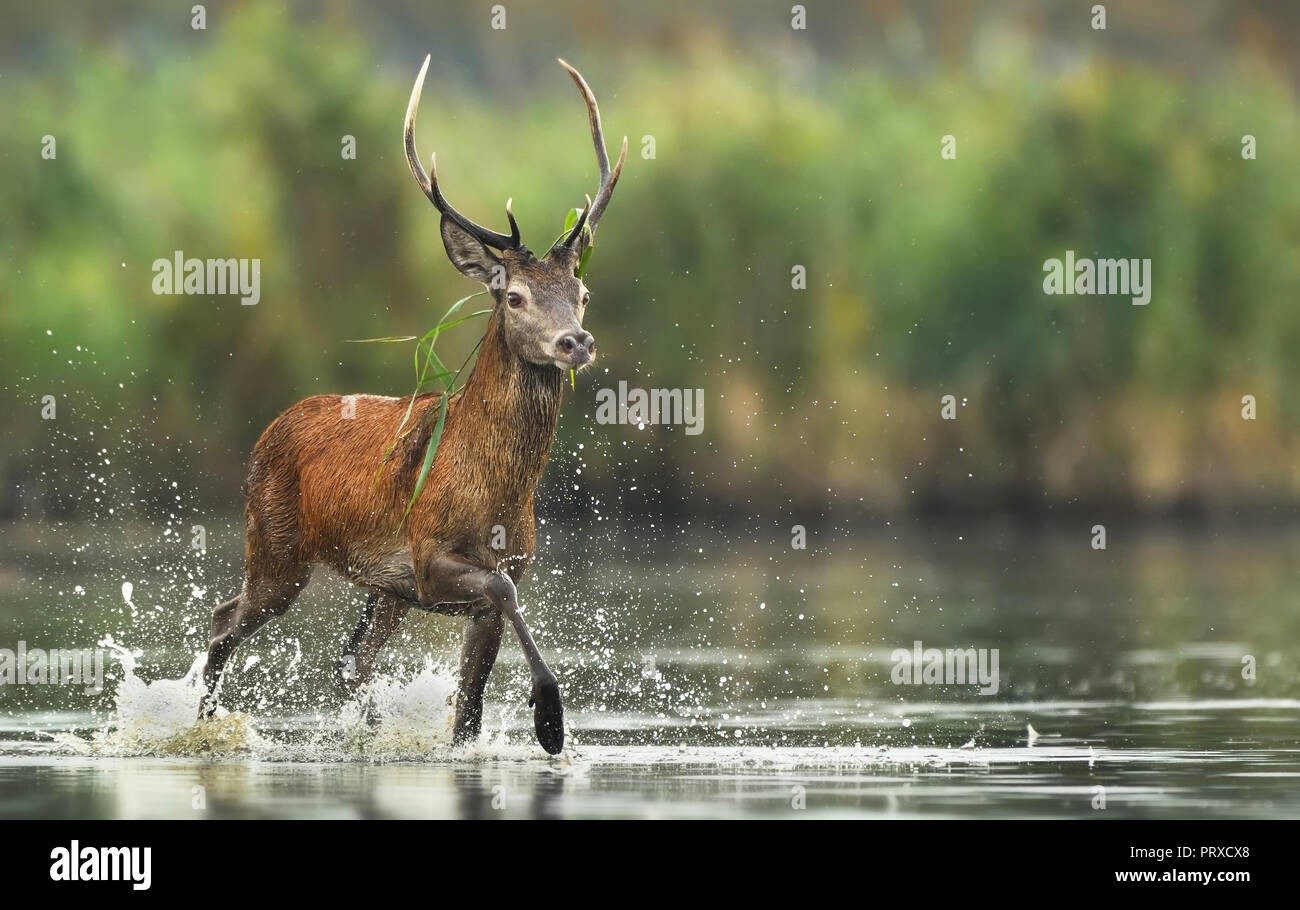 Running water buck hi-res stock photography and images - Alamy