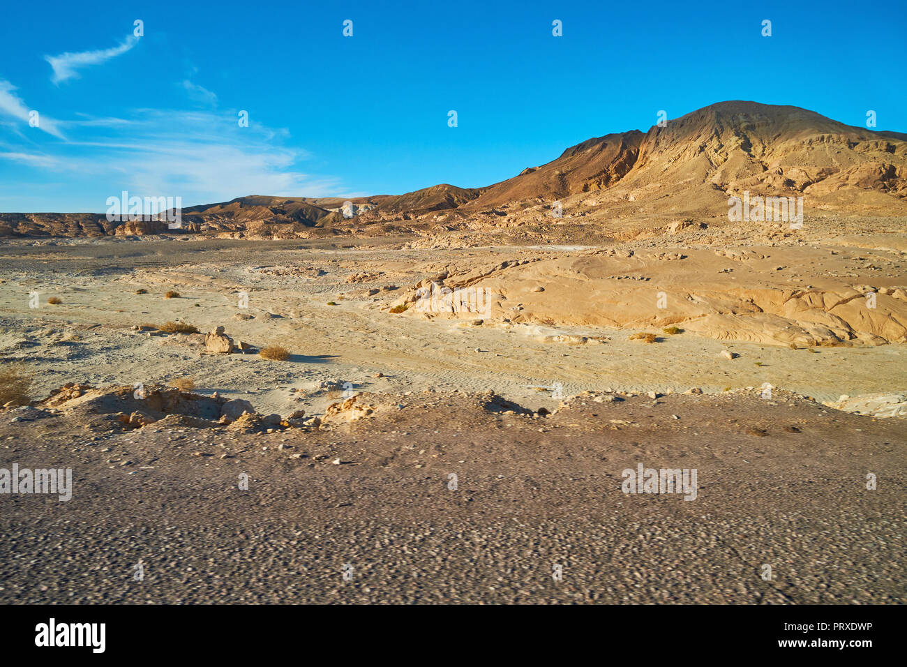 The rocky landscape of Sinai desert with gentle hills, poor vegetation ...