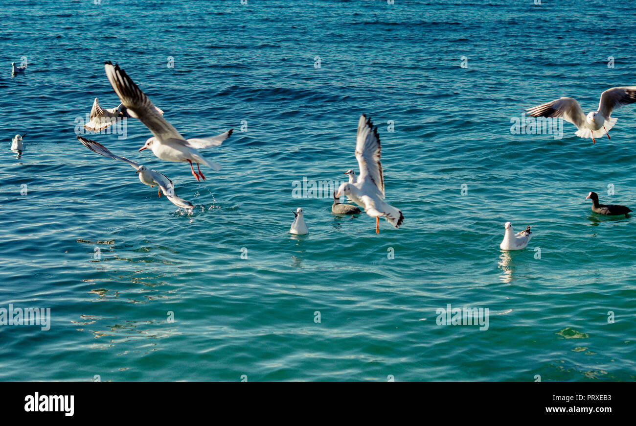 Seagulls are on and over the sea waters Stock Photo - Alamy
