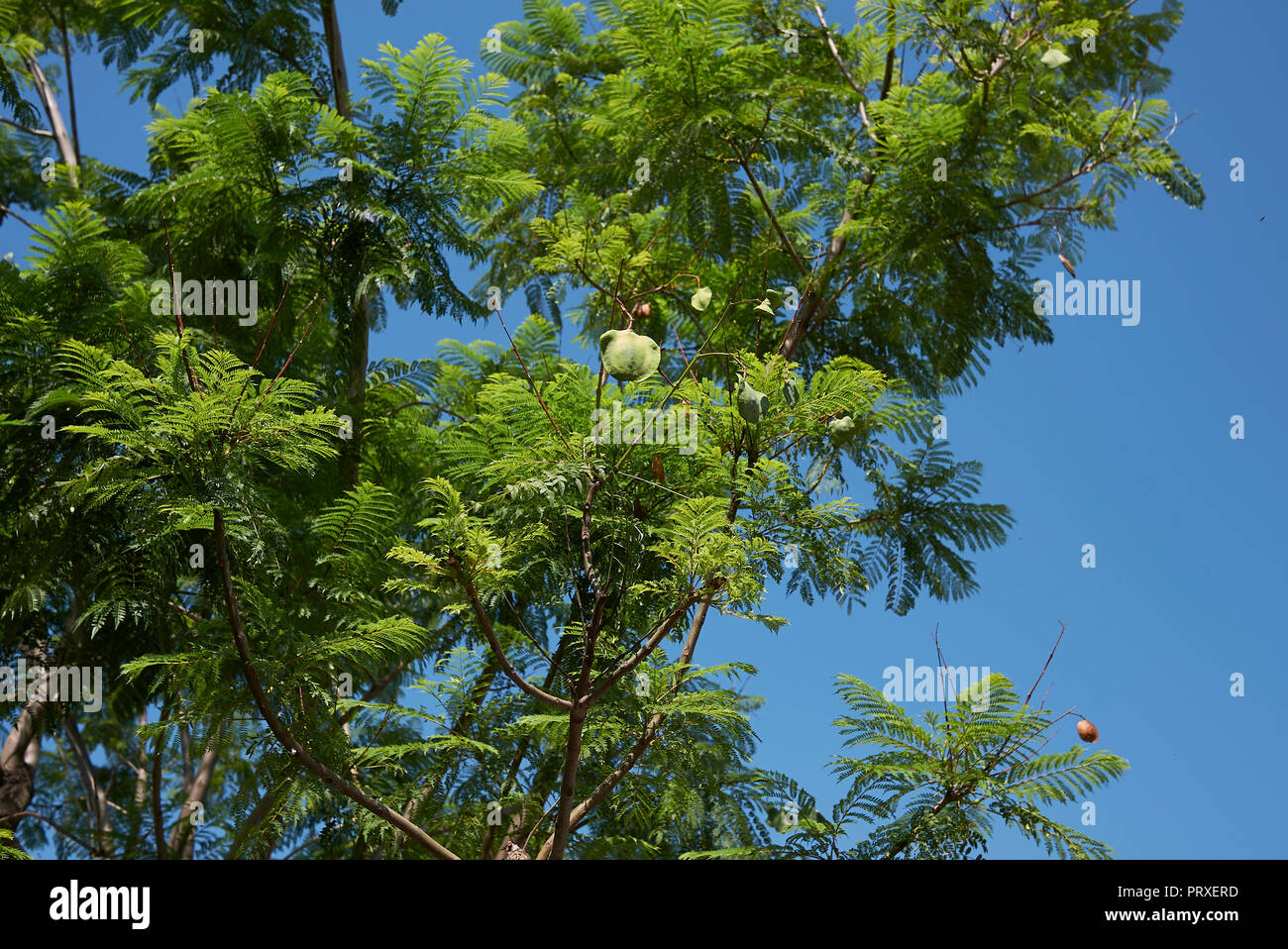 Jacaranda fruit hi-res stock photography and images - Alamy