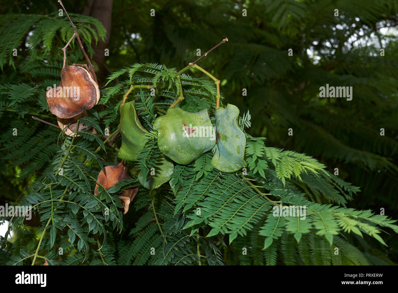 Jacaranda fruit hi-res stock photography and images - Alamy