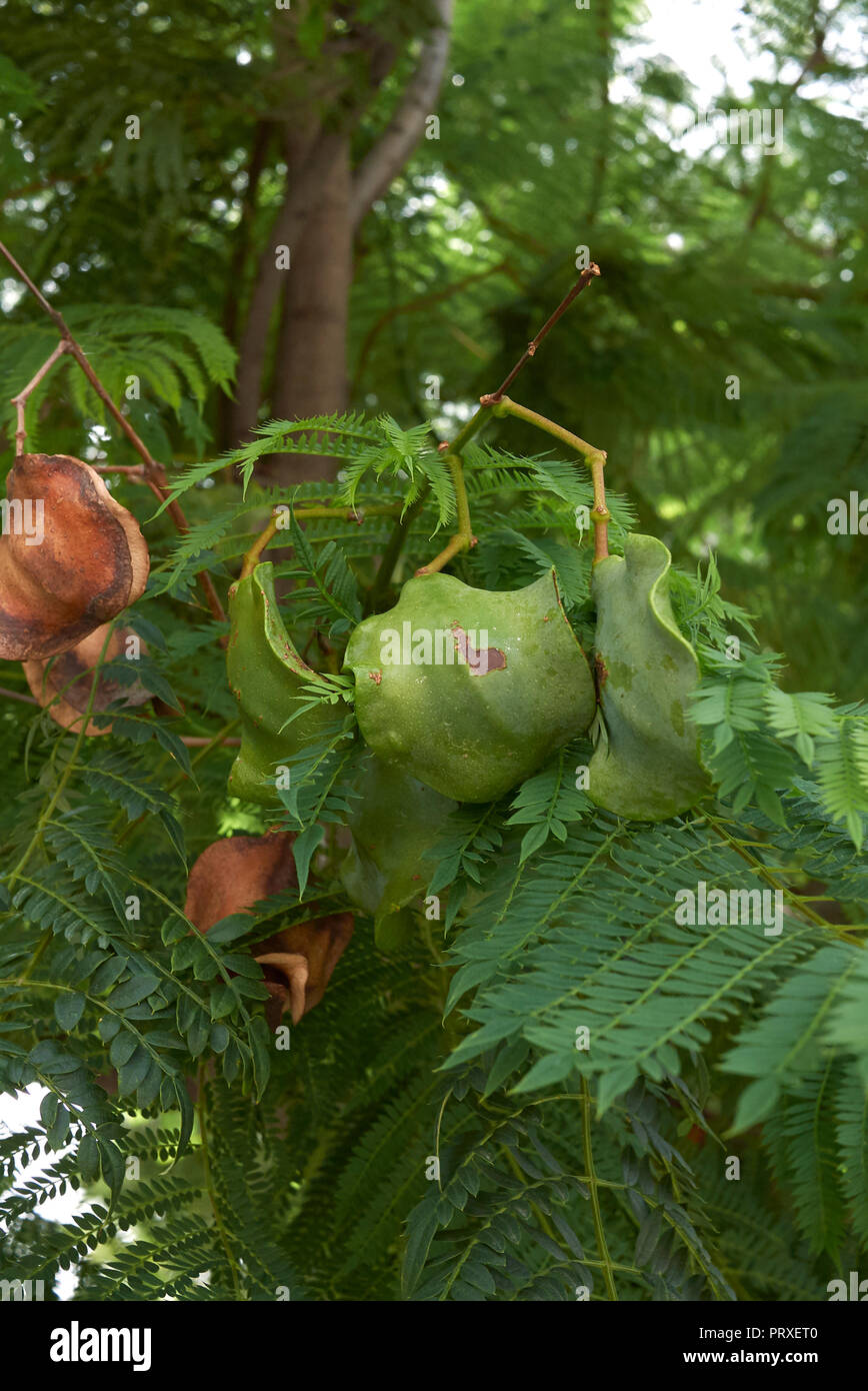 Jacaranda fruit hi-res stock photography and images - Alamy